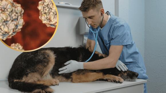 What You Need to Know About Parvo in Dogs: Symptoms, Causes and ...