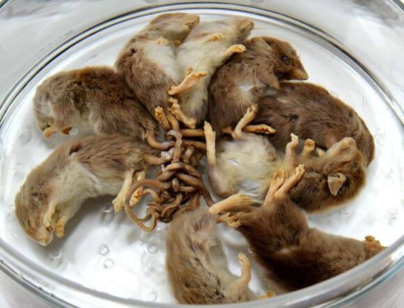 What Are Rat Kings, The ‘Super-Rodents’ Made Of Tangled Tails? - NewsBreak