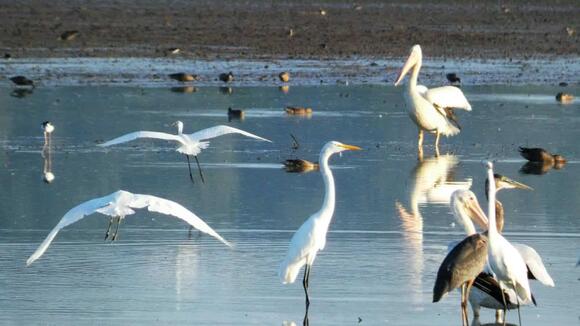 Birds That Migrate Through the Midwest Every Fall - NewsBreak