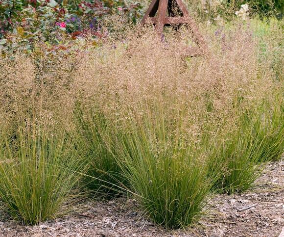 Have You Heard of Prairie Minimalism? Discover how Midwestern Gardens ...