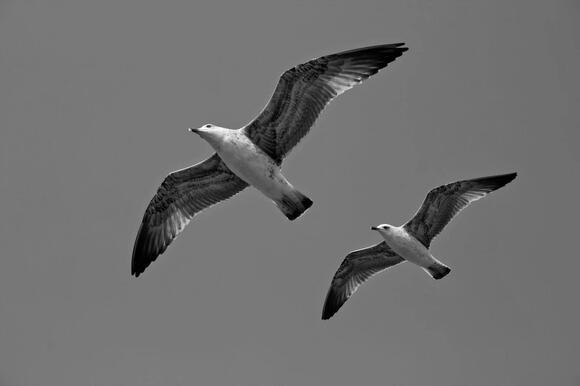 Climate Change and Animal Migration Are We Interfering with Natures Own ...