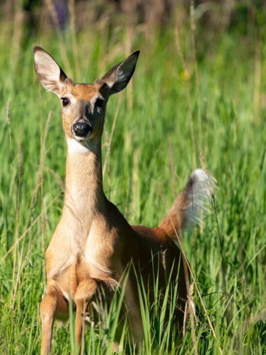 All You Need to Know about the Endangered Animals in Washington - NewsBreak