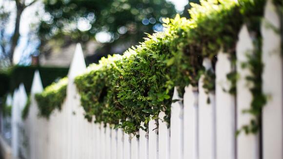Can I cut my neighbor's hedge? Legal and real estate experts provide ...