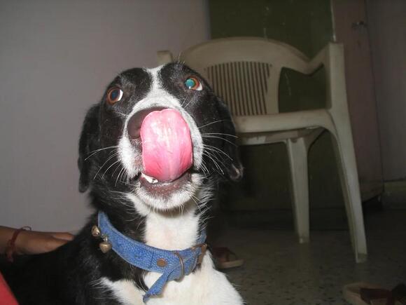 8 Important Dog Behaviors Every Dog Owner Needs to Be Aware Of - NewsBreak