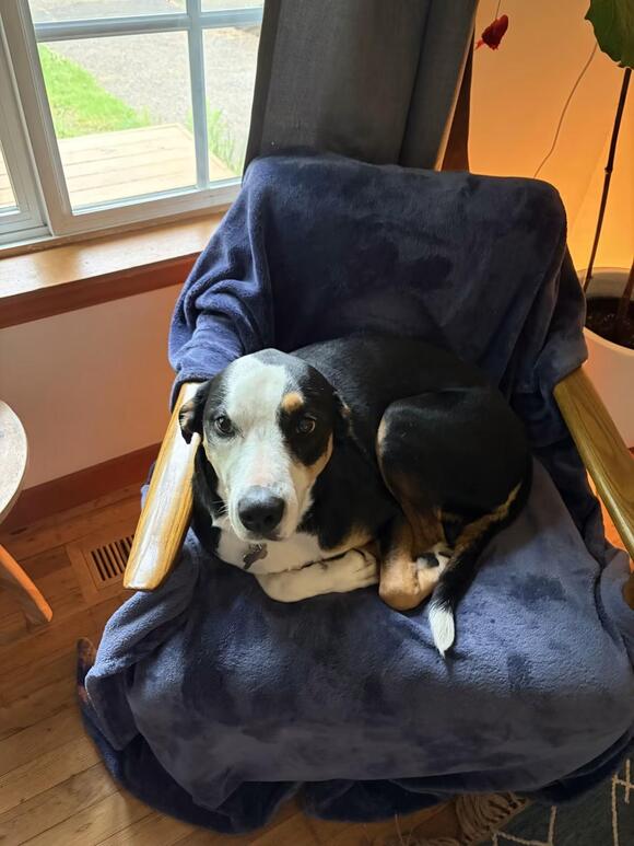 🐶 Playful, Gentle & Loyal Dogs Ready for Adoption in Portland - NewsBreak