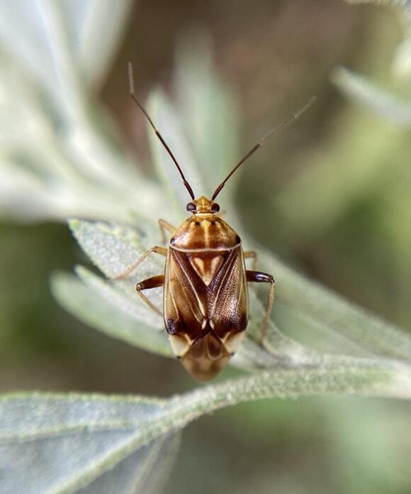 What are tarnished plant bugs? How to spot and get rid of these highly ...
