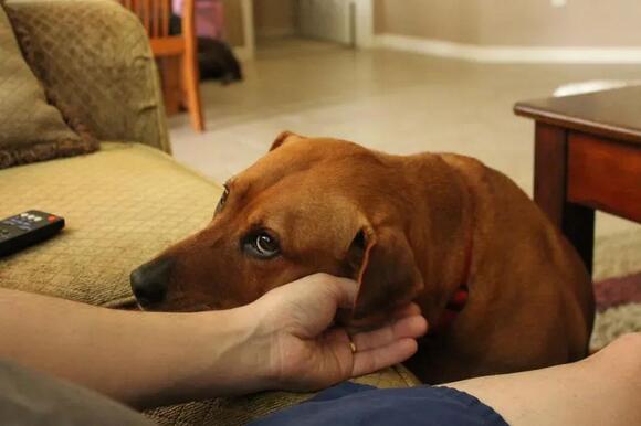 12 Ways Dogs Show They’d Choose You Again in Every Lifetime - NewsBreak