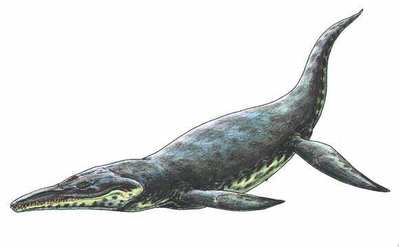 Cretaceous Seas: The Era’s Strangest and Largest Marine Animals - NewsBreak