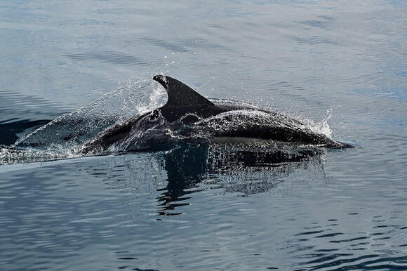 Dolphins as Saviors: Greek Myths of Ocean Rescues - NewsBreak