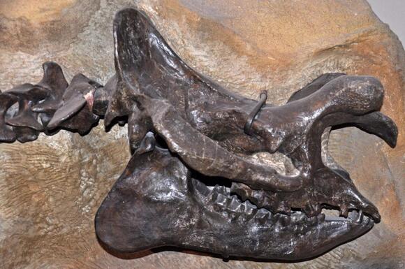 Brontotheres: Rhino-Like Giants With Thunderous Footsteps - NewsBreak