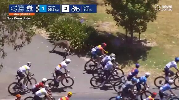 Kangaroos cause carnage during final stage of bike race - NewsBreak