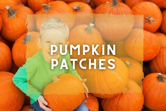 Let Seton Harvest Turn Your Leaves Into Useful Compost - NewsBreak