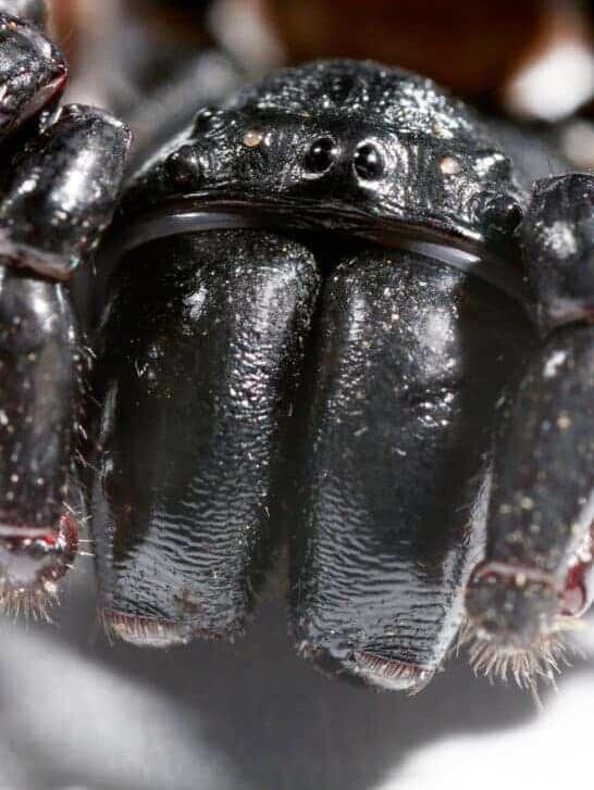 Sydney Funnel – Web Spider Bite - NewsBreak