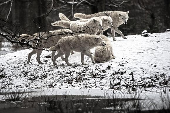 Coyote vs. Wolf: Scientists Reveal Who Hunts Smarter - NewsBreak