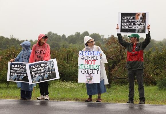 People are protesting a Wayne County beagle breeder. They want to end ...
