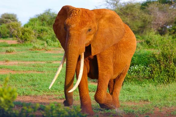 10 Mammals You Did not Know Could Swim - NewsBreak