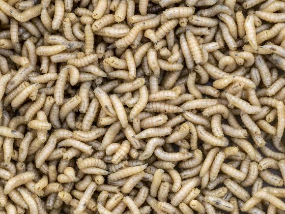 "Parasitic Infection Is Common": This Doctor Is Sharing The "Brain Worm ...