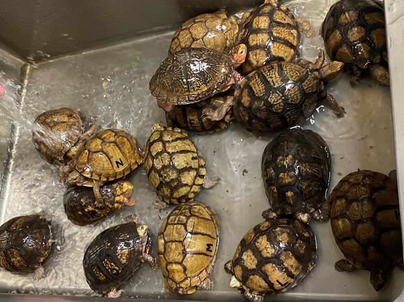 14 Wild Turtles With Unexpected Abilities - NewsBreak