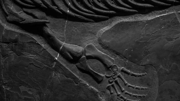 250 Million-Year-Old Amphibian Fossils Found in Australia - NewsBreak