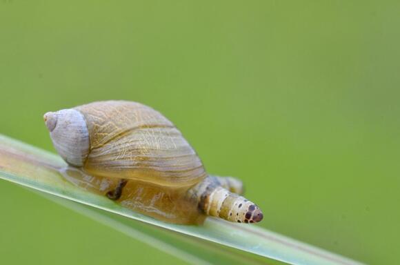 Inside the Zombie Snail: How a Parasite Controls Its Host Like a Puppet ...