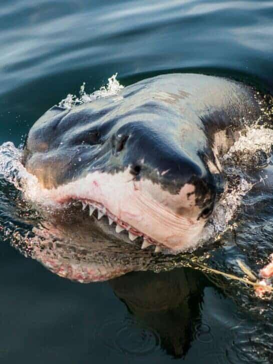 Explore The Bay Area’s Great White Shark Population - NewsBreak