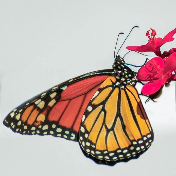 The US States With The Most Monarch Butterflies - NewsBreak
