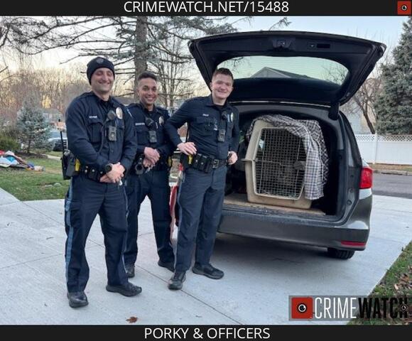 Pig captured after over a month on the loose in Pennsylvania - NewsBreak