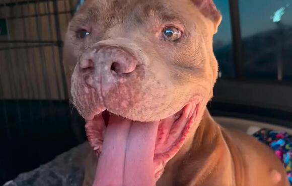 Pit Bull Chained for 13 Years Discovers Endless Love in New Foster Home ...