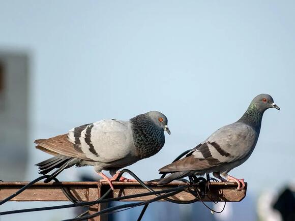 Are Pigeons Smarter Than You Think? Uncovering Urban Bird Intelligence ...