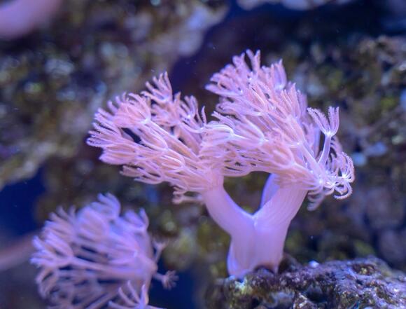 How a coral keeps perfect rhythm without a brain - NewsBreak
