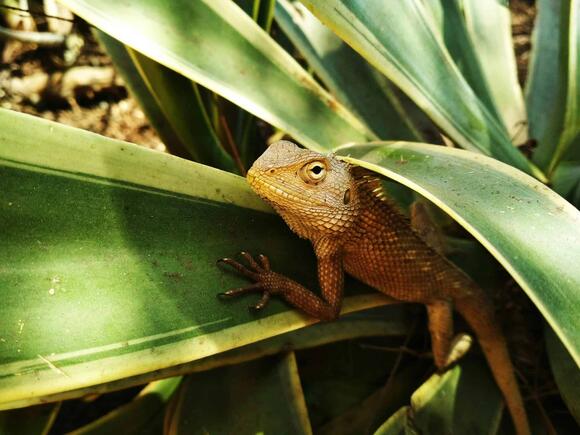How to Create a Garden That Benefits Reptiles - NewsBreak