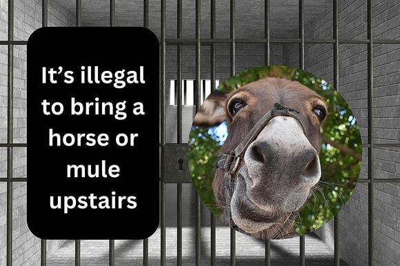 Law Enforcement Called After Marsupial Spotted Loose in Colorado ...