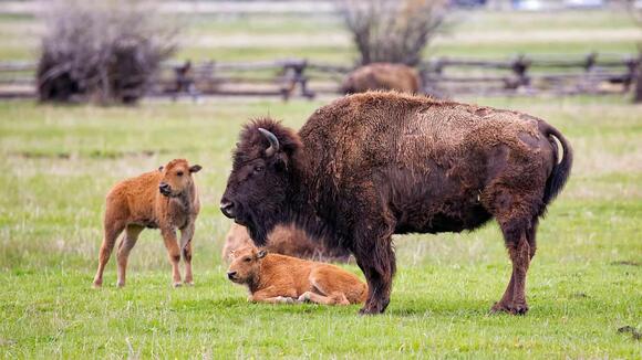 How Fast Can a Bison Run? Faster Than You Think - NewsBreak