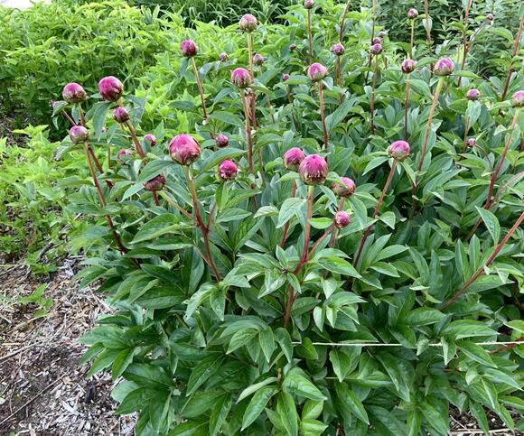 What To Do With Peonies In May For Spectacular Blooms And Sturdy Plants ...