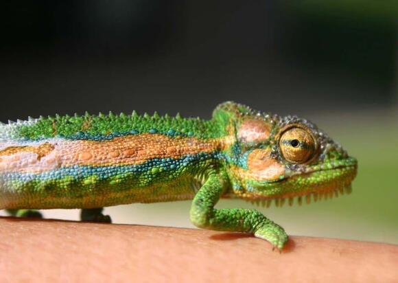 11 Common Animals With Secret Abilities You Never Knew About - NewsBreak