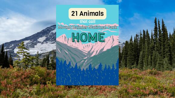 Animals That Call Mount Rainier National Park Home - NewsBreak