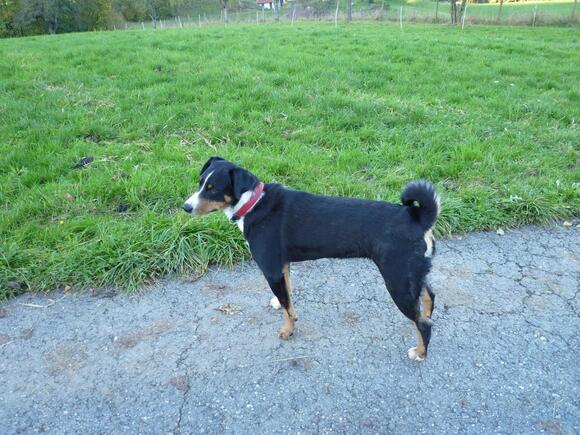 10 Underrated Farm-Dog Breeds Also Good At Guarding Livestock - NewsBreak