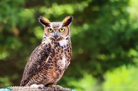 15 Wild Predators That Hunt at Night - NewsBreak