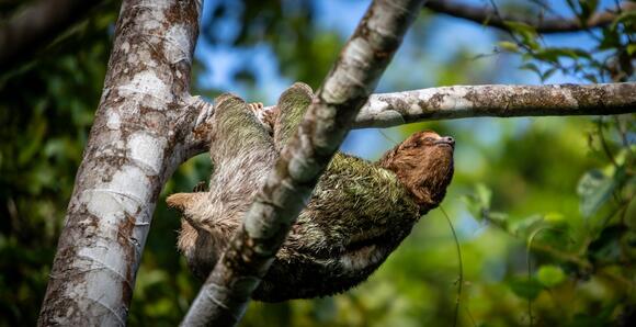 Sloths Don’t Sleep That Much — They’re Just Slow All the Time - NewsBreak