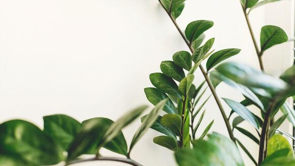 11 Plants That Root So Easily You’ll Wonder Why You Bought More - NewsBreak