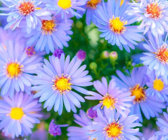 What Your Birth Month Flower Color Says About You – The Special Meaning ...