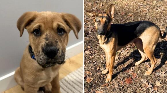 Meet Jolly Elf: The 11lb Puppy Who is Searching For His Happily Ever ...