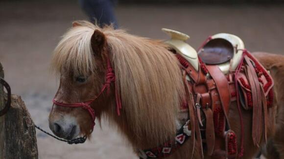 Pregnant Pony Pulled from Tourist Abuse Thanks to Explosive Viral Video ...