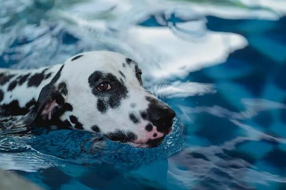 Why Some Dog Breeds Are Better Swimmers Than Others - NewsBreak