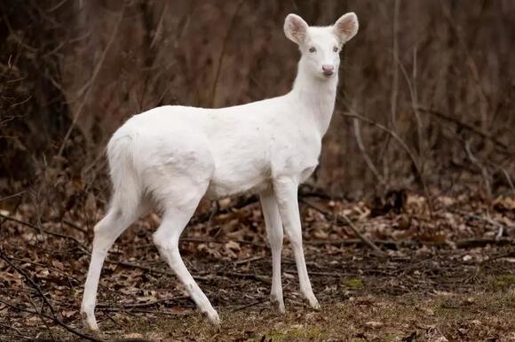 Whooo’s Wooing? Owl Mating Season Hits Northern Illinois - NewsBreak