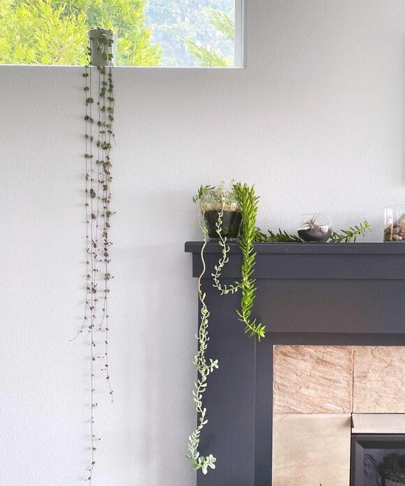 These Are the Only Succulent Trends Worth Trying This Year – They'll ...