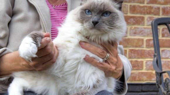 7 Quirks Only Ragdoll Cat Owners Understand - NewsBreak