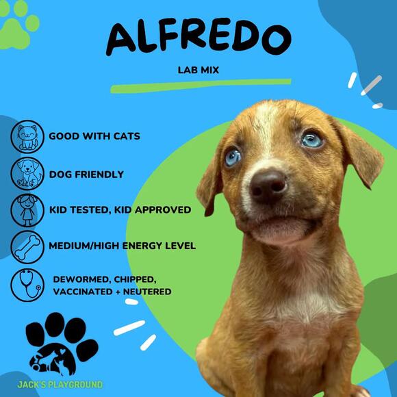🐶 Playful Puppies and a Tiny Poodle Ready for Adoption in Milwaukee ...