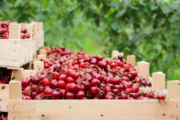 'Farms will vanish': Cherry farms become ghost towns amid Trump's ICE ...