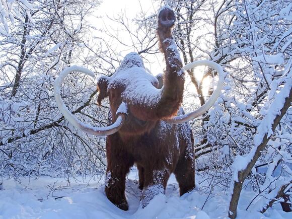 How Close Are We to Cloning the Woolly Mammoth? - NewsBreak